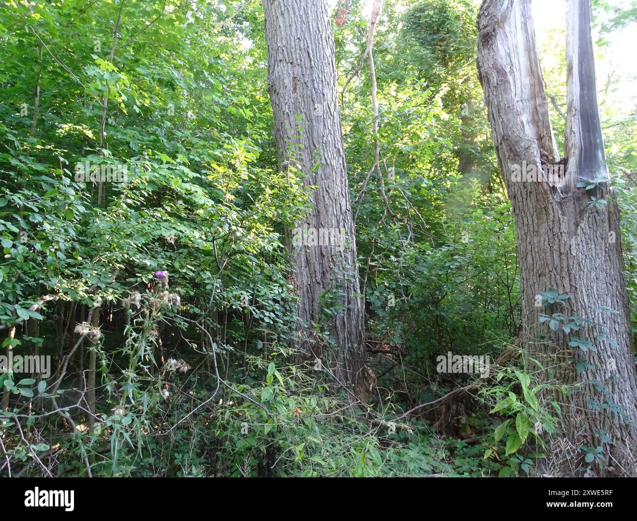 black maple (Acer nigrum) Plantae Stock Photo - Alamy