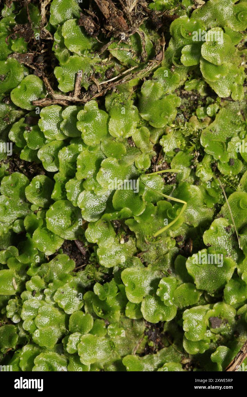 Crescent-cup liverwort (Lunularia cruciata) Plantae Stock Photo - Alamy