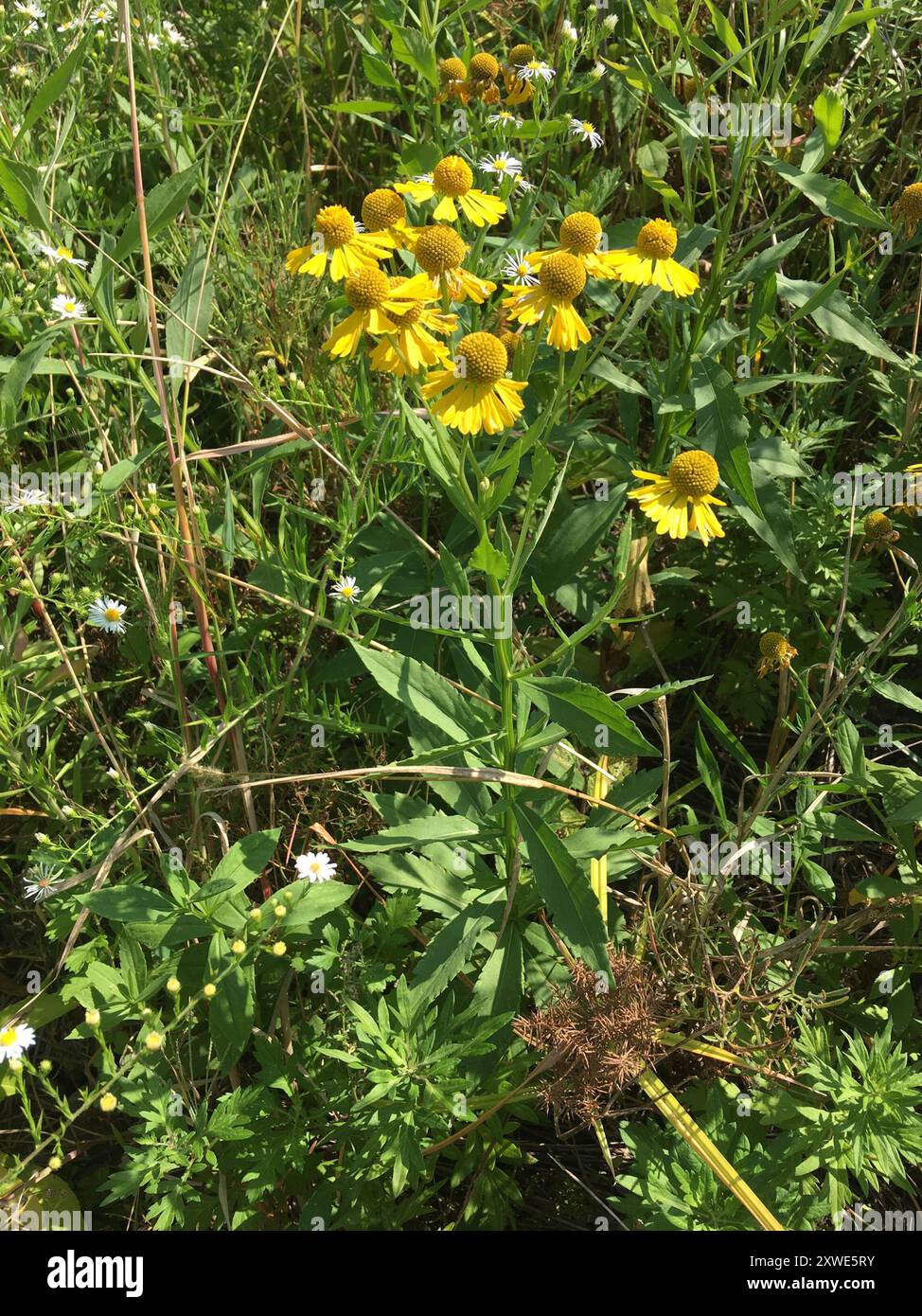 common sneezeweed (Helenium autumnale) Plantae Stock Photo - Alamy