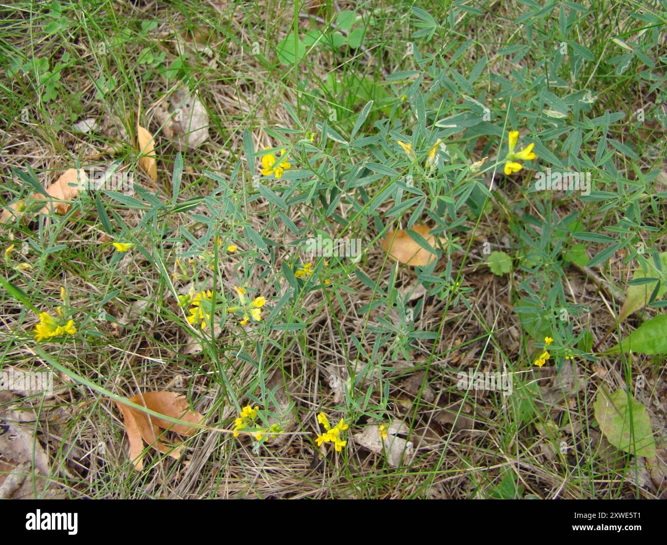 sickle alfalfa (Medicago falcata) Plantae Stock Photo - Alamy