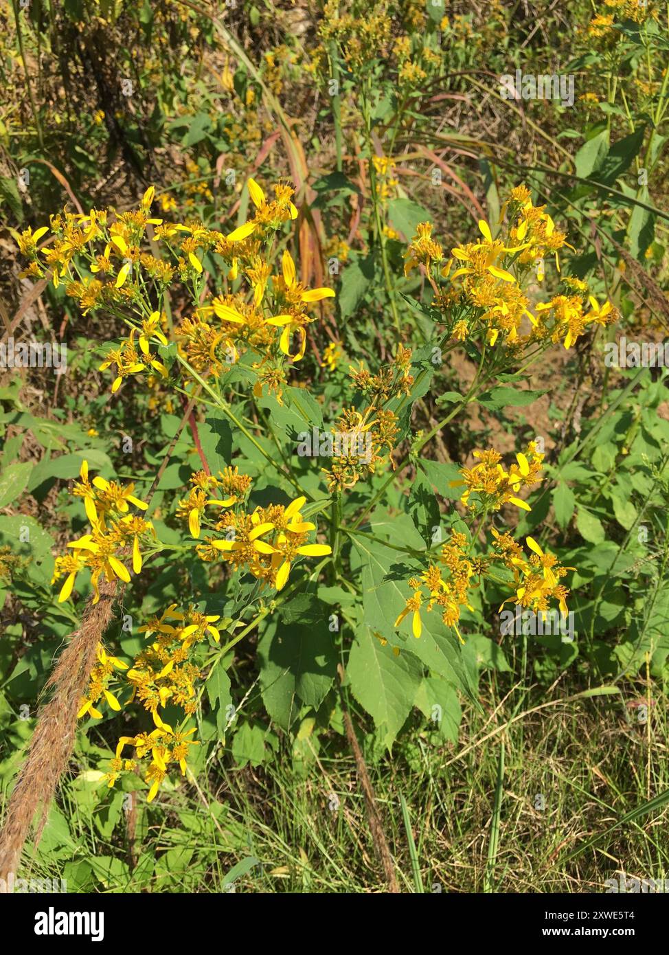 Yellow Crownbeard (Verbesina occidentalis) Plantae Stock Photo - Alamy