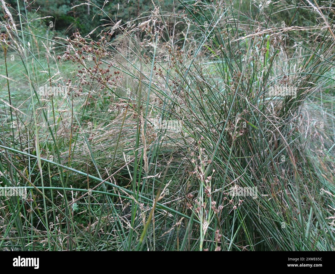 Sharp-flowered Rush (Juncus acutiflorus) Plantae Stock Photo - Alamy