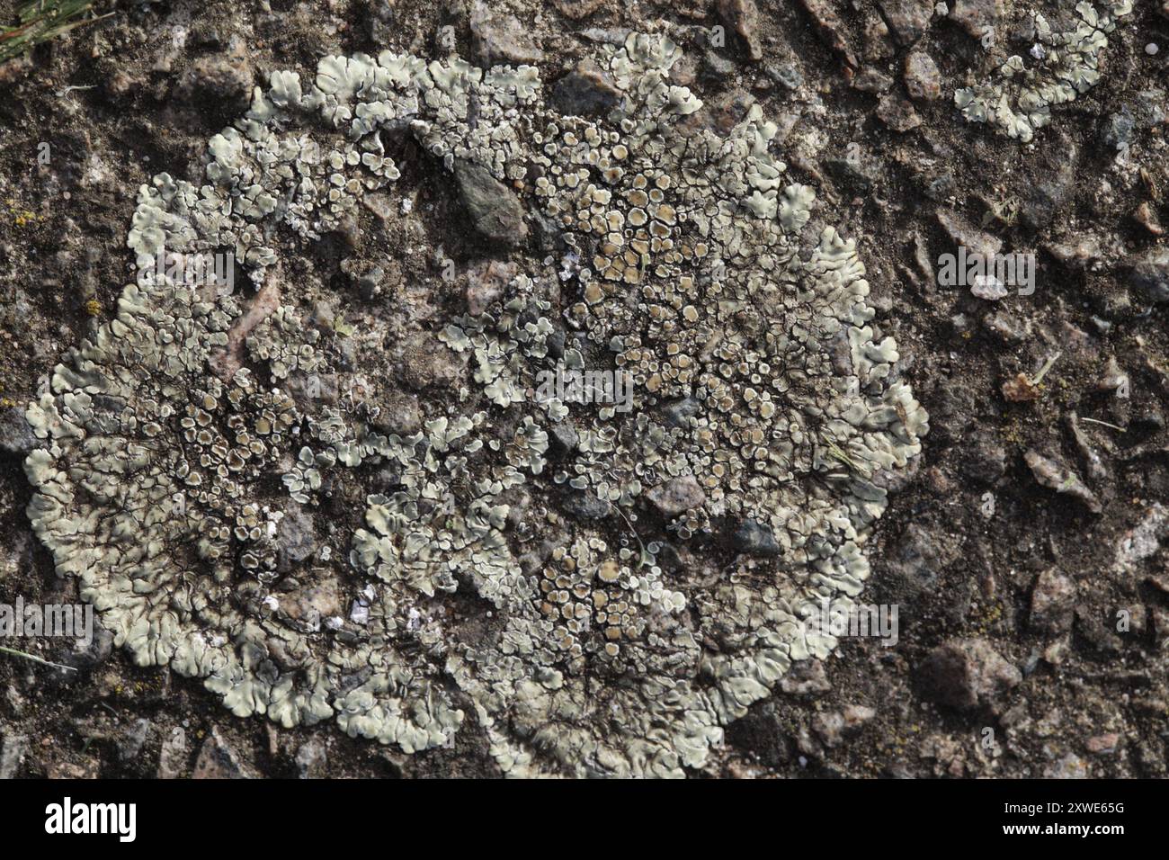 common lichens (Lecanoromycetes) Fungi Stock Photo - Alamy
