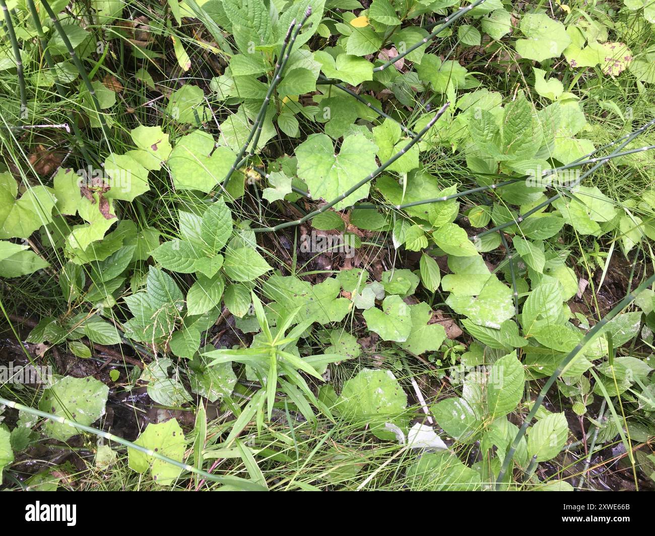 rough horsetail (Equisetum hyemale) Plantae Stock Photo - Alamy