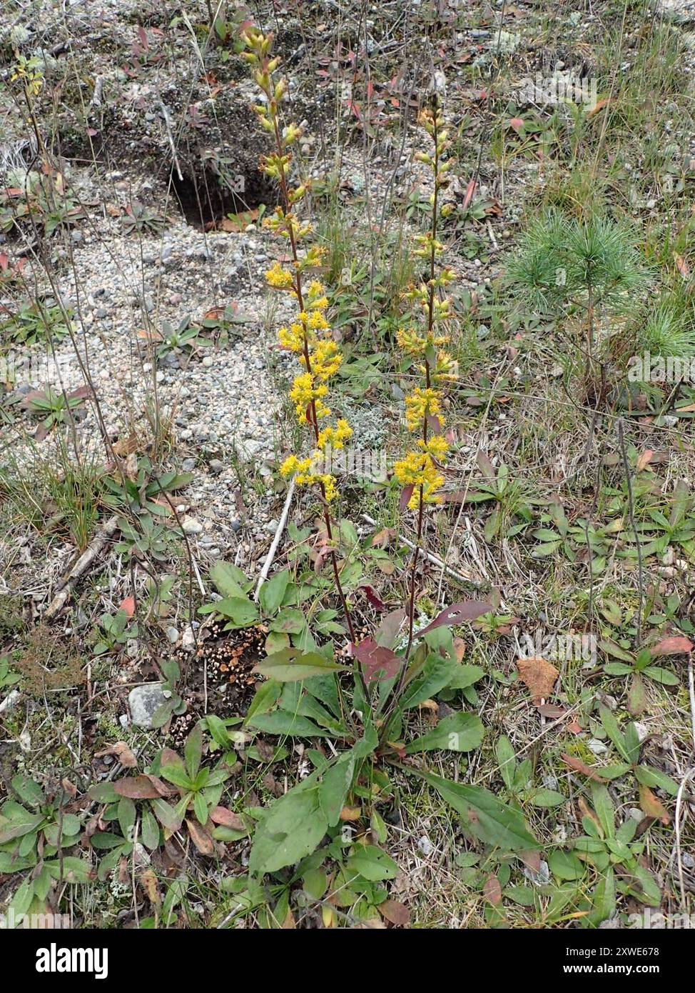 Hairy Goldenrod (Solidago hispida) Plantae Stock Photo - Alamy