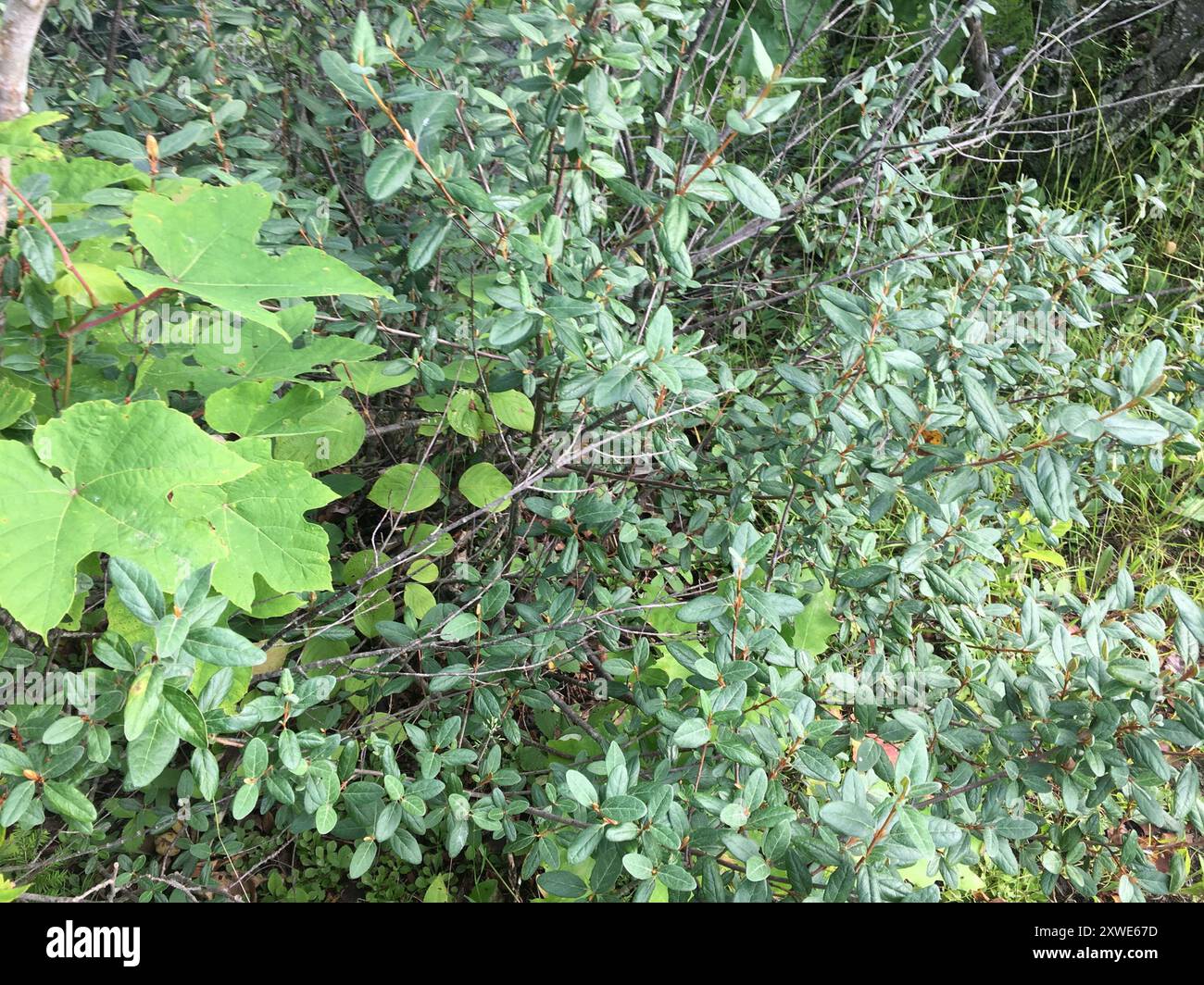Canadian buffalo-berry (Shepherdia canadensis) Plantae Stock Photo - Alamy
