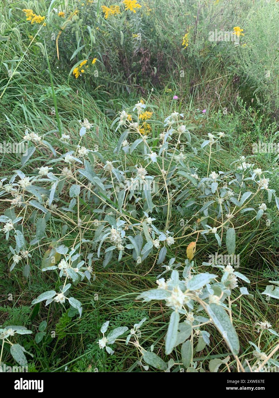 woolly croton (Croton capitatus) Plantae Stock Photo - Alamy