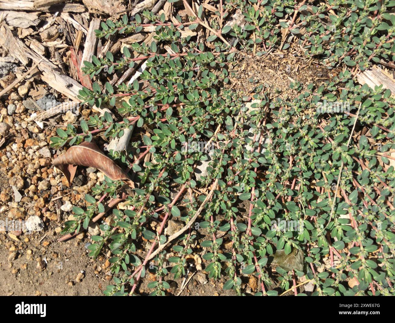 prostrate sandmat (Euphorbia prostrata) Plantae Stock Photo - Alamy