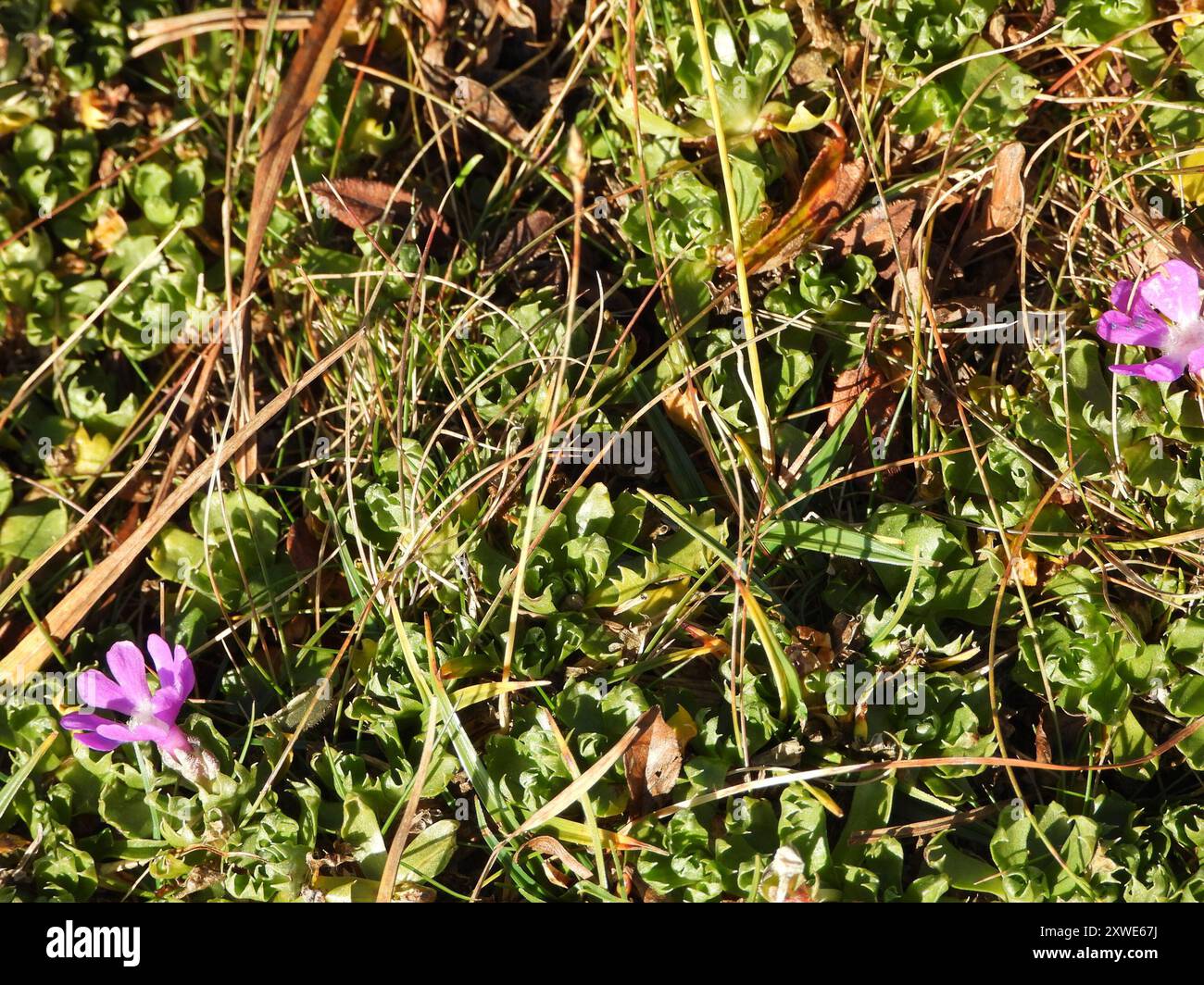 Fairy primrose primula minima hi-res stock photography and images - Alamy