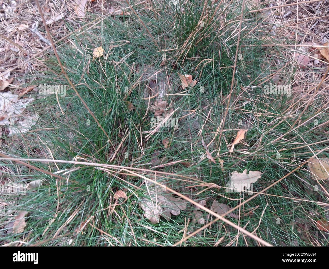wavy hair-grass (Avenella flexuosa) Plantae Stock Photo - Alamy