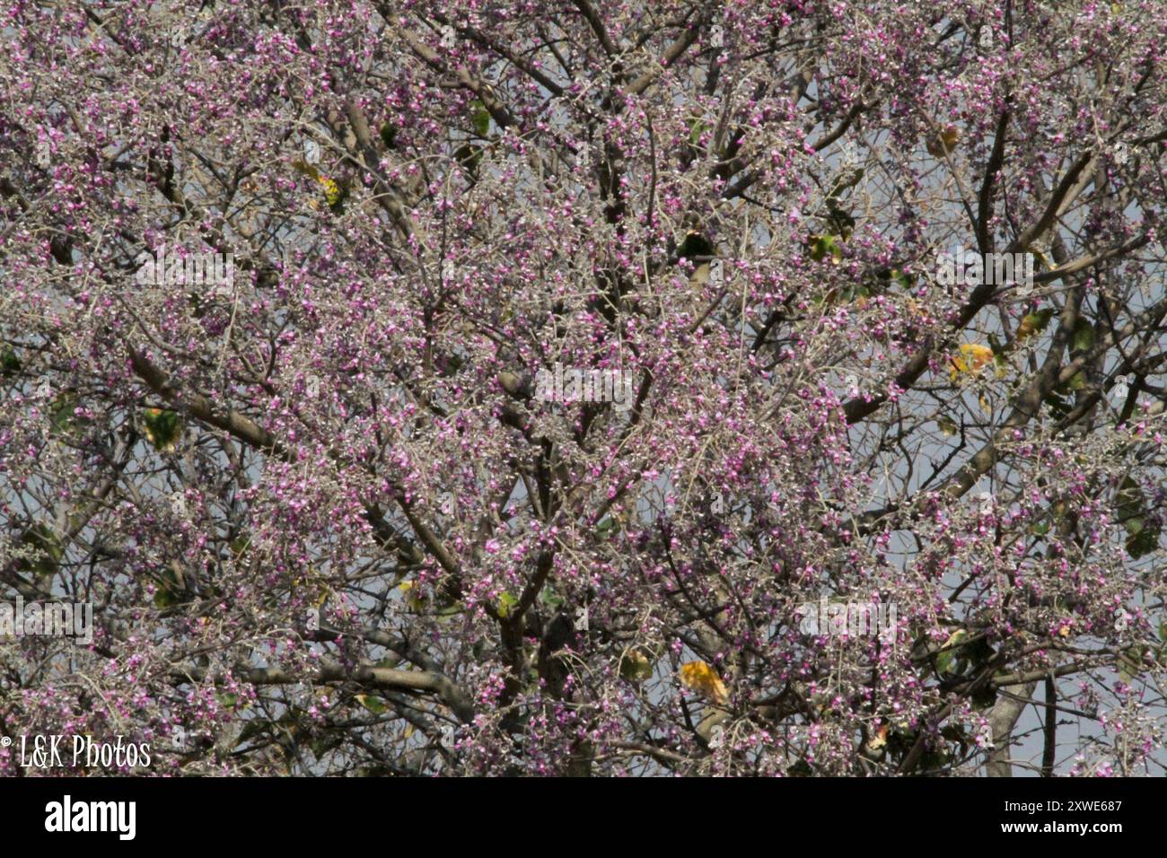 Kalahari Appleleaf (Philenoptera nelsii) Plantae Stock Photo - Alamy