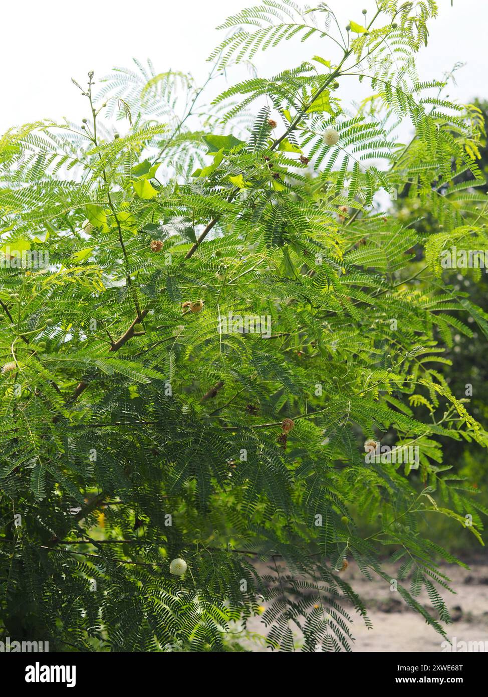 White leadtree (Leucaena leucocephala) Plantae Stock Photo - Alamy