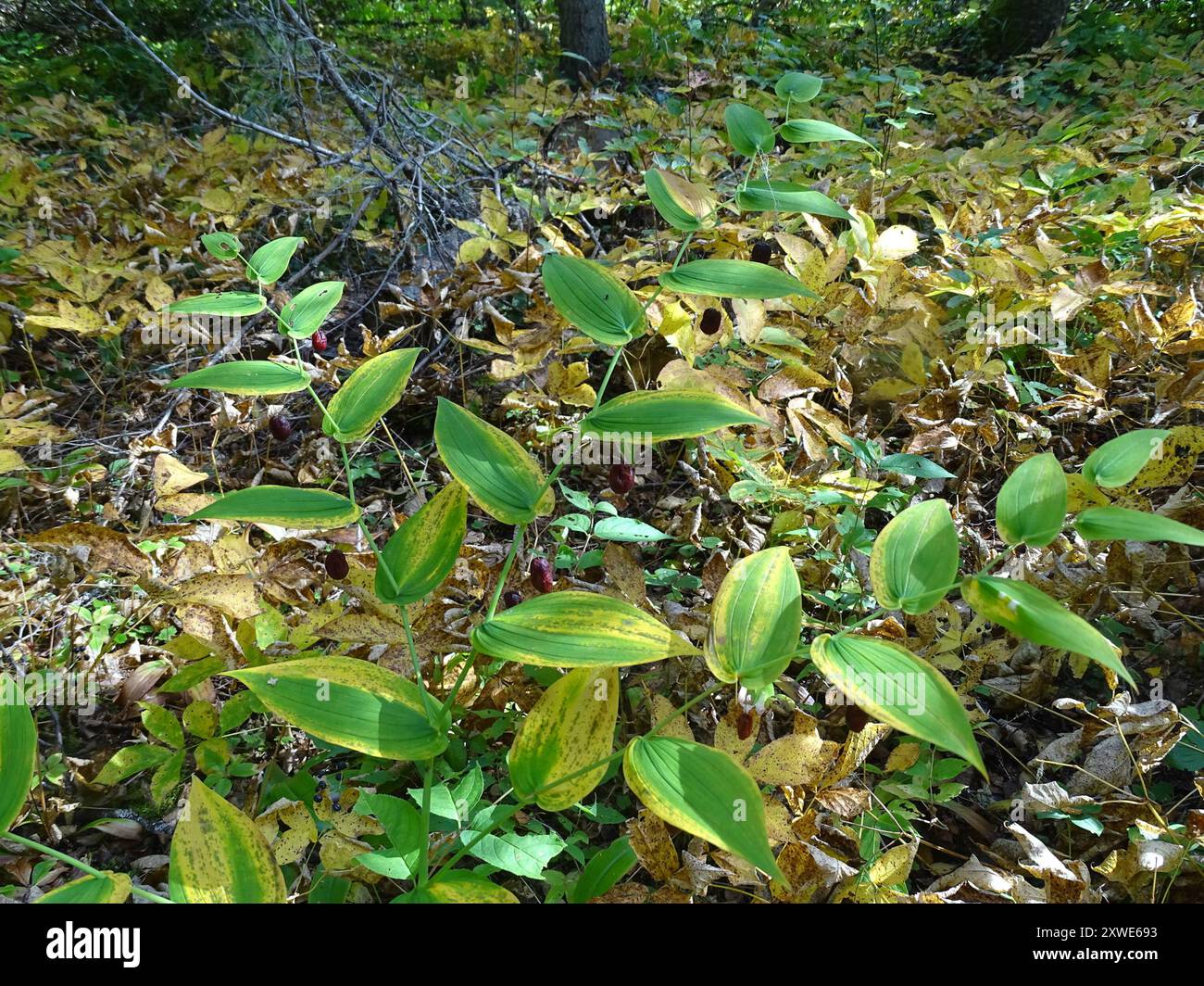 white twisted-stalk (Streptopus amplexifolius) Plantae Stock Photo - Alamy