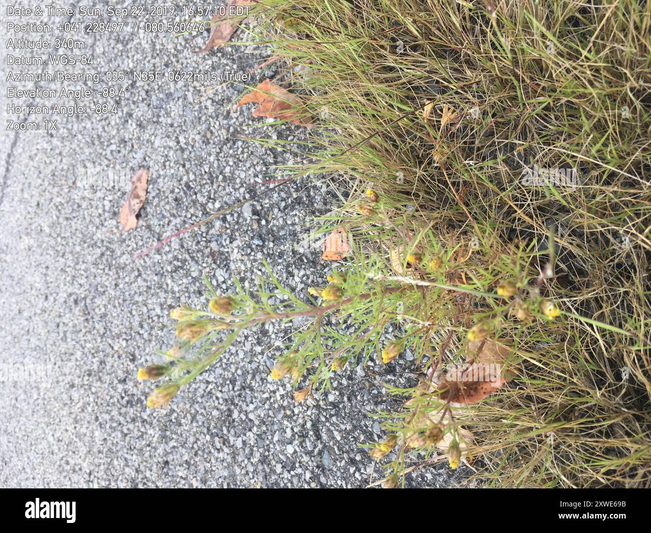 Fetid marigold (Dyssodia papposa) Plantae Stock Photo - Alamy
