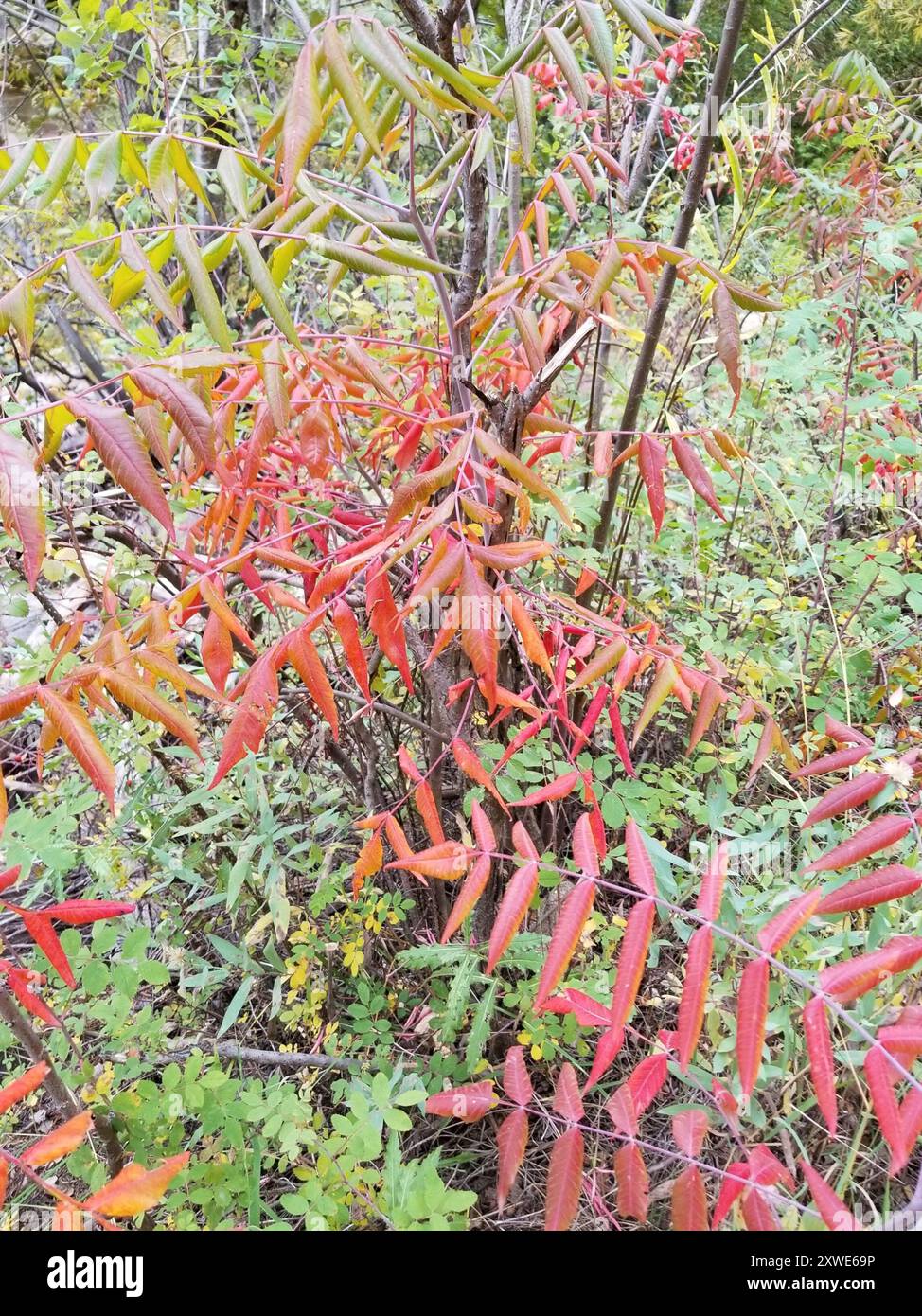 smooth sumac (Rhus glabra) Plantae Stock Photo - Alamy