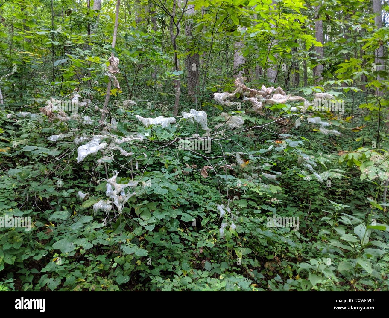 Fall Webworm Moth (Hyphantria cunea) Insecta Stock Photo - Alamy