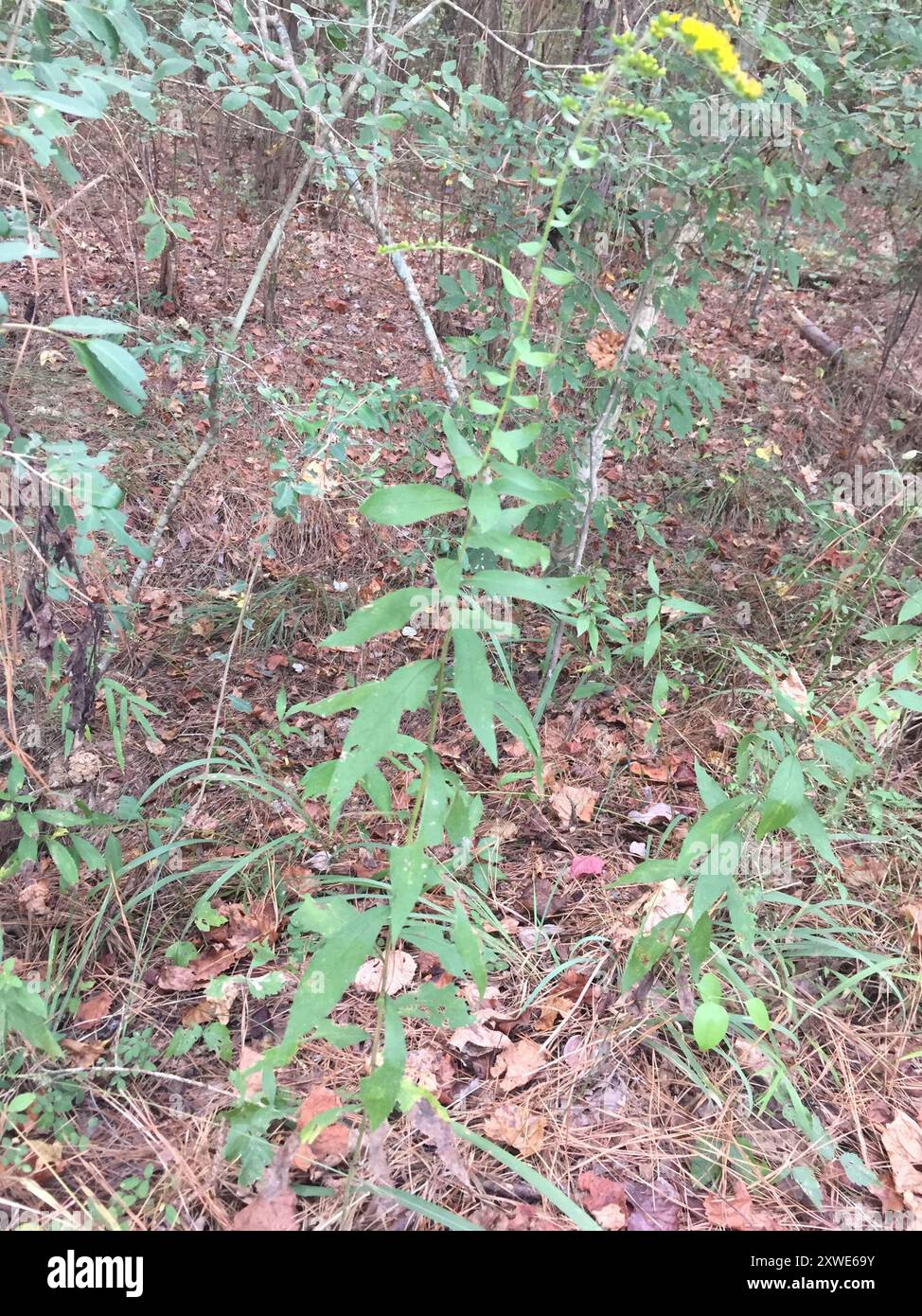 roughleaf goldenrod (Solidago rugosa aspera) Plantae Stock Photo - Alamy