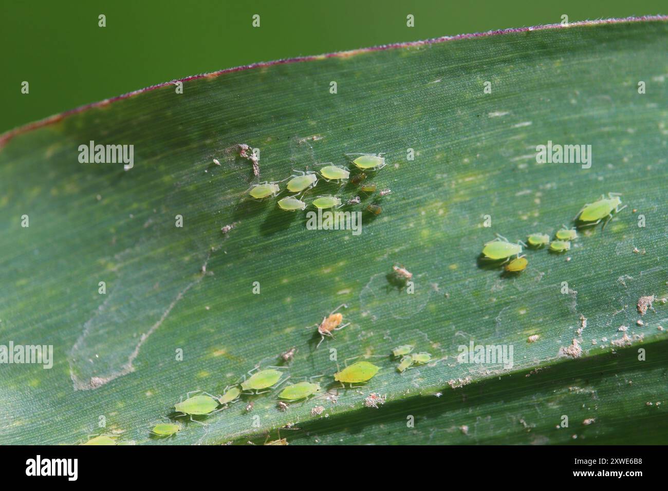 Colony of Rose grain aphid Metopolophium dirhodum apterous stages on ...