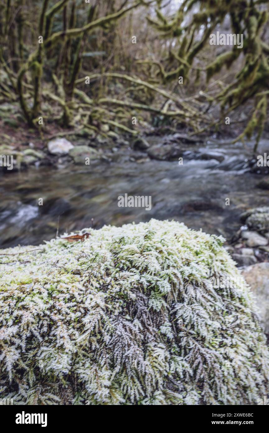 Nature embellished by winter frost in the valley of Le Lasset near ...