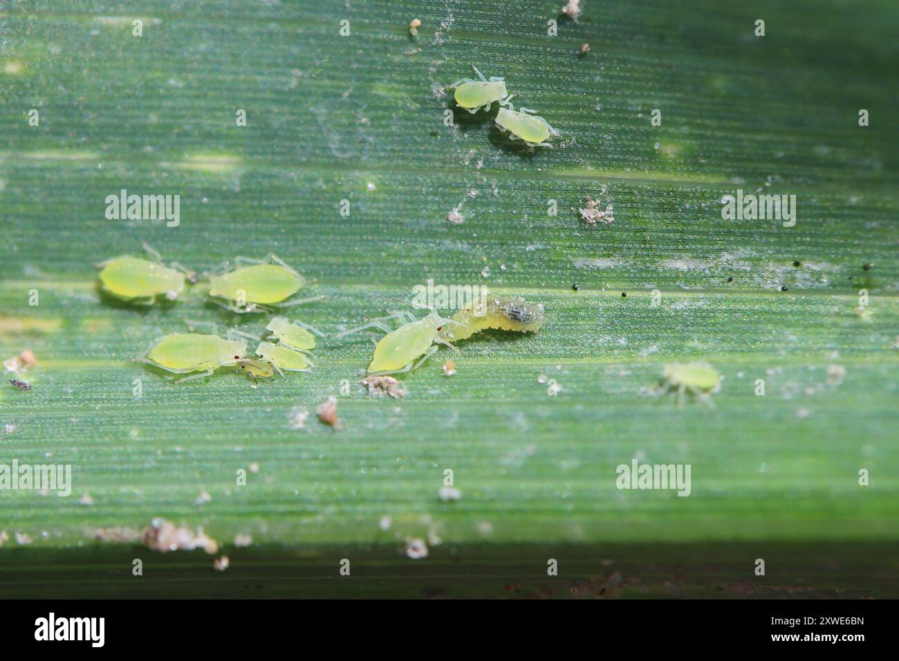 Rose grain aphid Metopolophium dirhodum attacked by a predatory fly ...