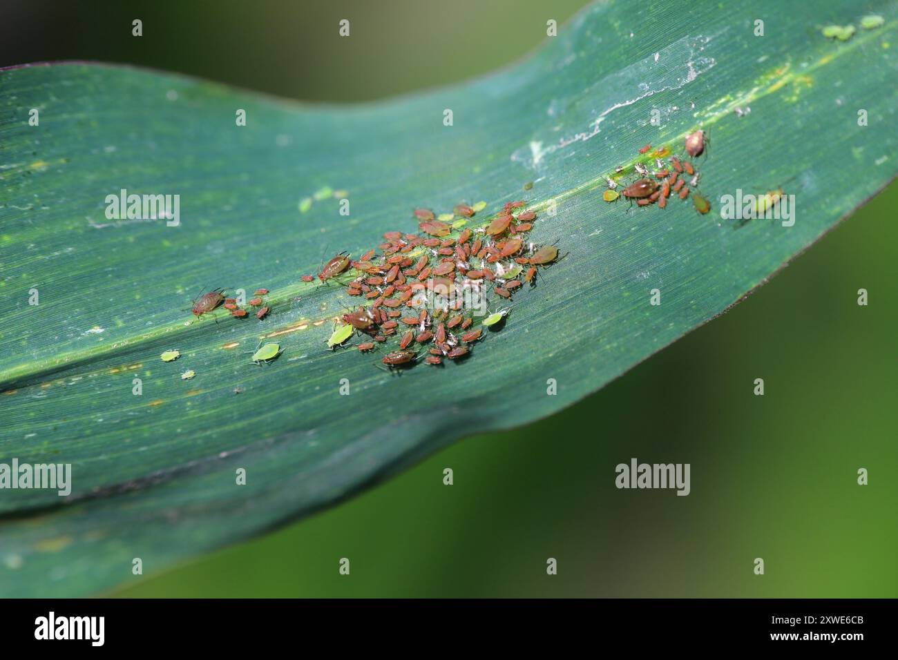Colony of Rose grain aphid Metopolophium dirhodum apterous stages and a ...