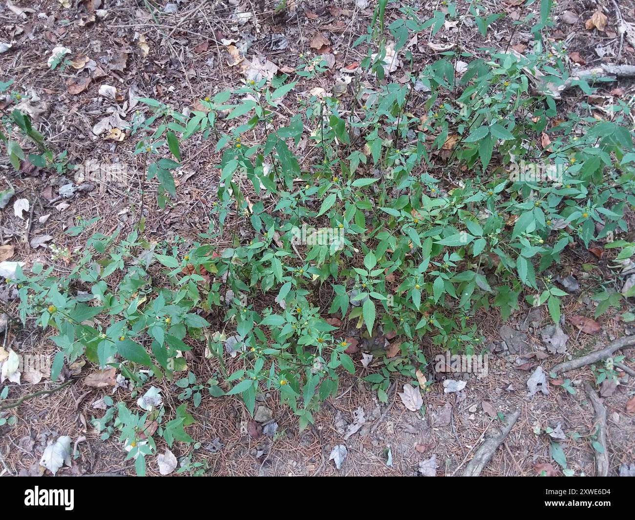 Devil's Beggarticks (Bidens frondosa) Plantae Stock Photo - Alamy