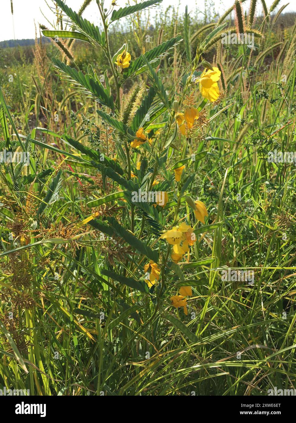 partridge pea (Chamaecrista fasciculata) Plantae Stock Photo - Alamy