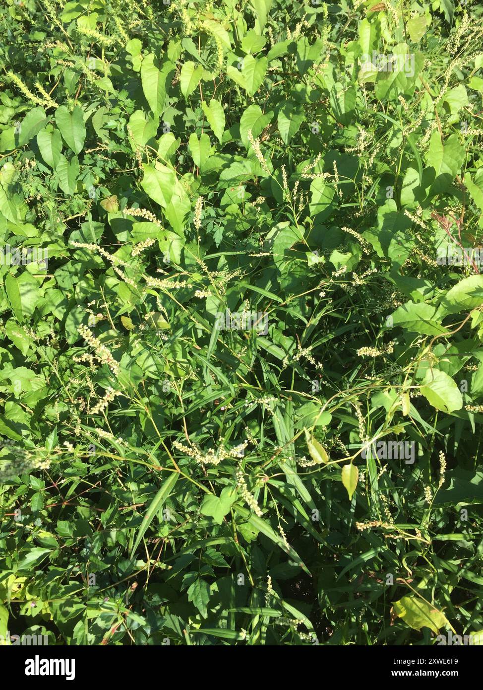 swamp smartweed (Persicaria hydropiperoides) Plantae Stock Photo - Alamy
