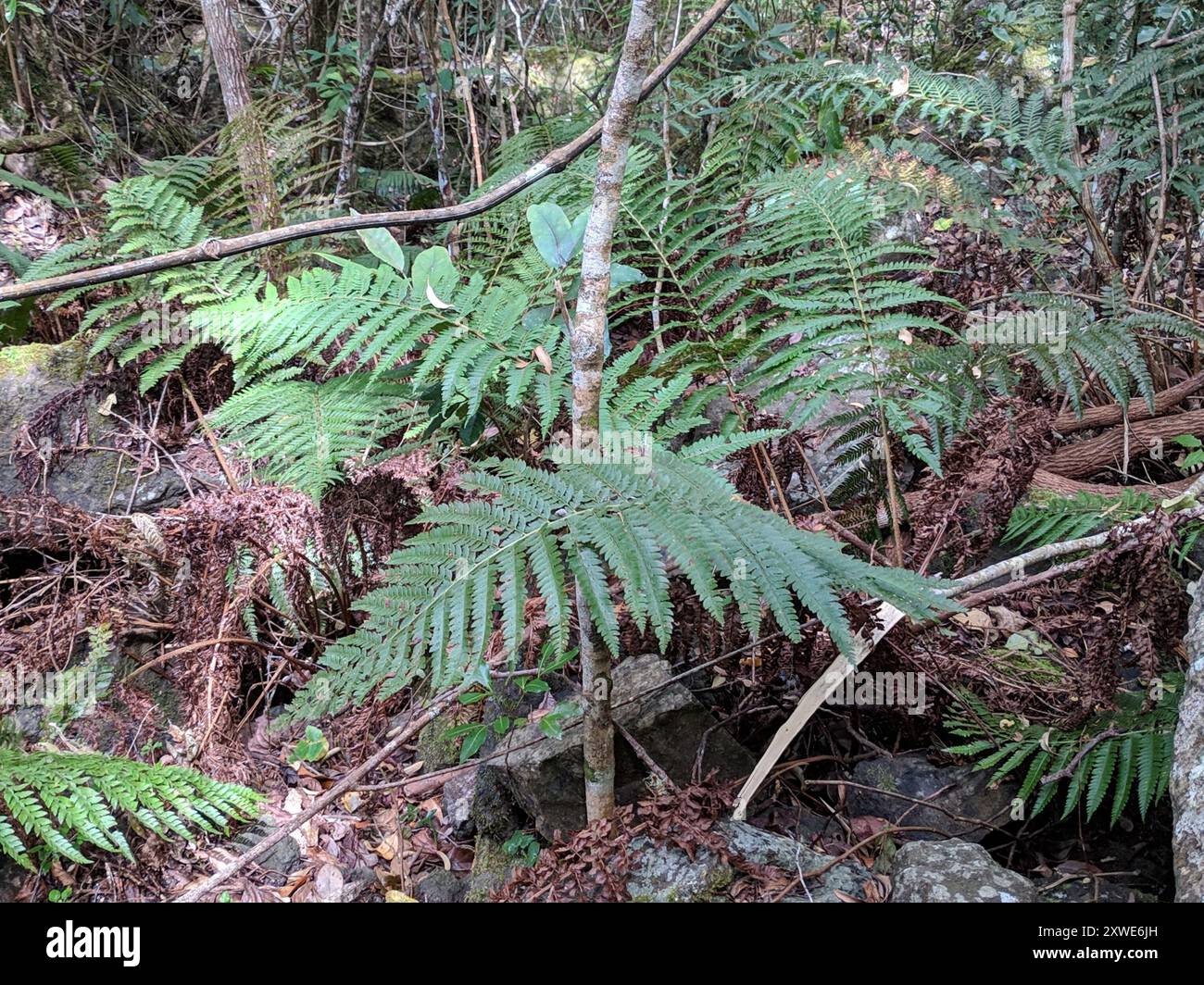 ferns (Polypodiopsida) Plantae Stock Photo - Alamy