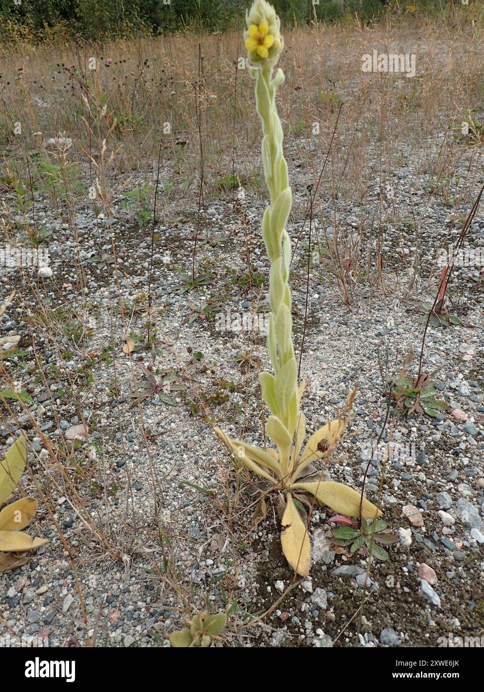 great mullein (Verbascum thapsus) Plantae Stock Photo - Alamy