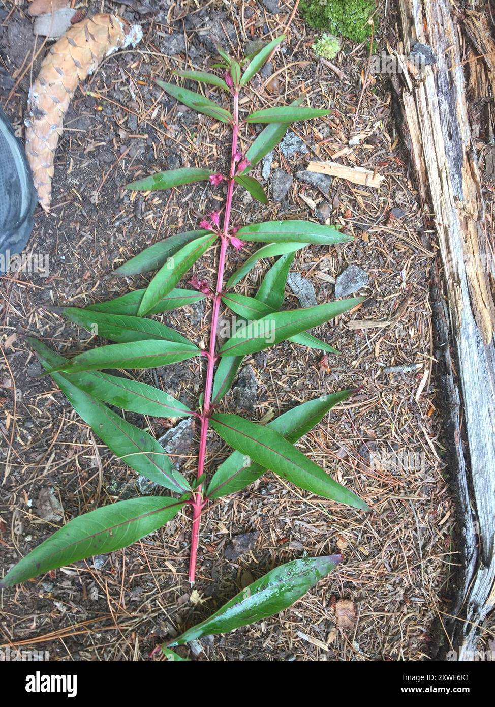 swamp loosestrife (Decodon verticillatus) Plantae Stock Photo - Alamy