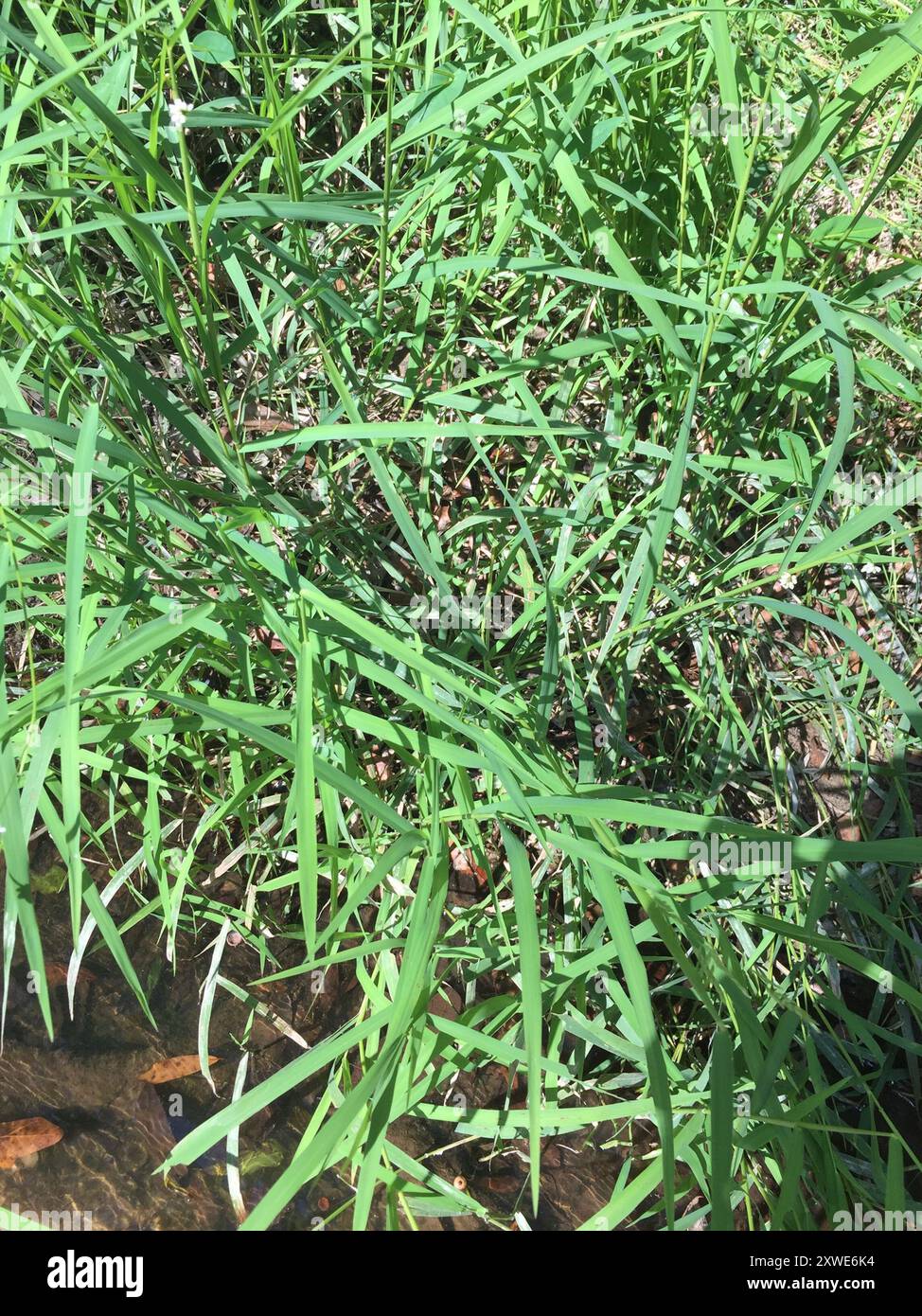 rice cutgrass (Leersia oryzoides) Plantae Stock Photo - Alamy