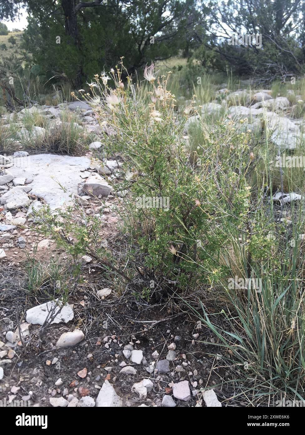 Apache plume (Fallugia paradoxa) Plantae Stock Photo - Alamy