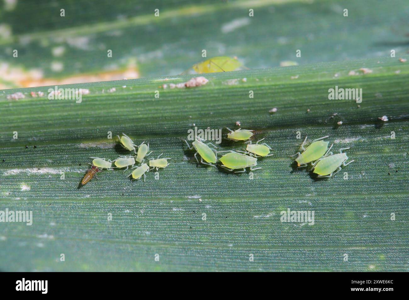 Colony of Rose grain aphid Metopolophium dirhodum apterous stages on ...