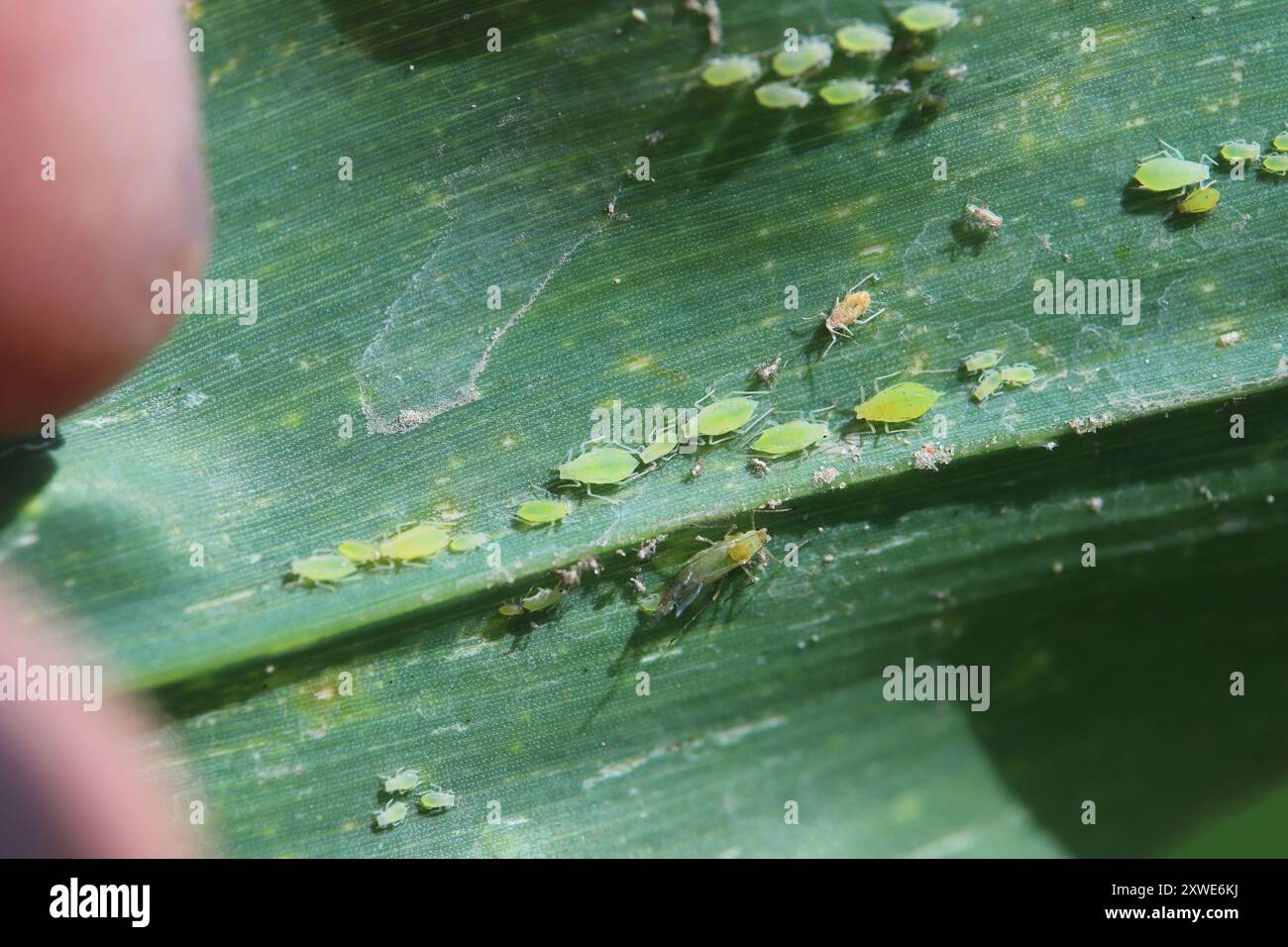 Colony of Rose grain aphid Metopolophium dirhodum apterous stages and a ...
