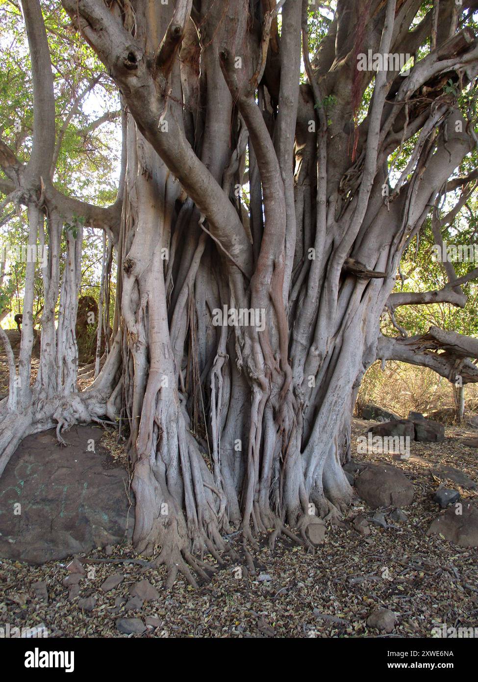 Common Wild Fig (Ficus burkei) Plantae Stock Photo - Alamy