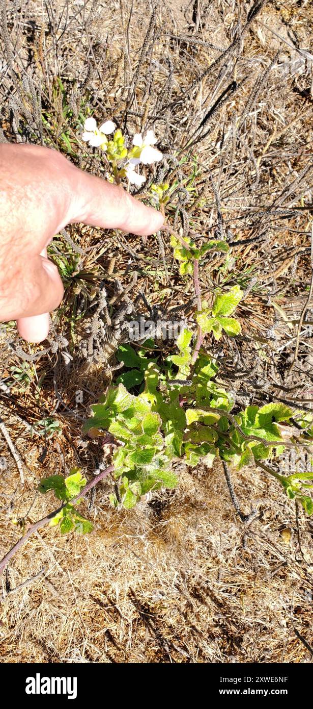 Jointed Charlock (Raphanus raphanistrum) Plantae Stock Photo - Alamy
