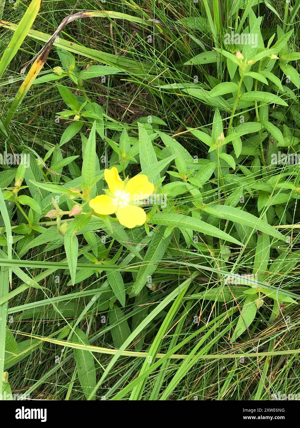 Mexican Primrose-willow (Ludwigia octovalvis) Plantae Stock Photo - Alamy
