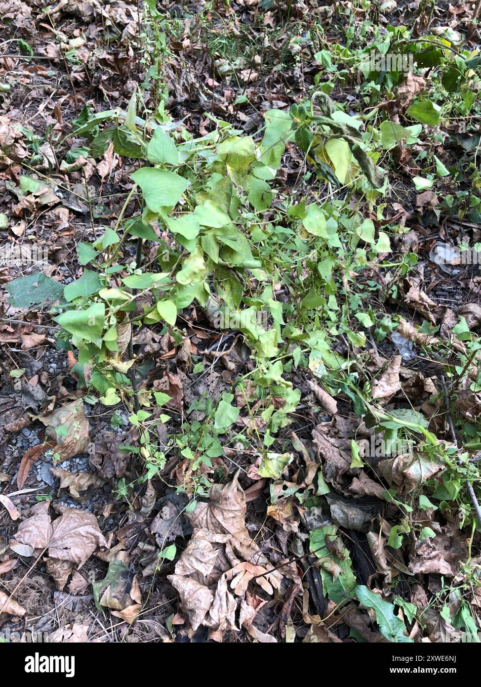 Copse-bindweed (Fallopia dumetorum) Plantae Stock Photo - Alamy