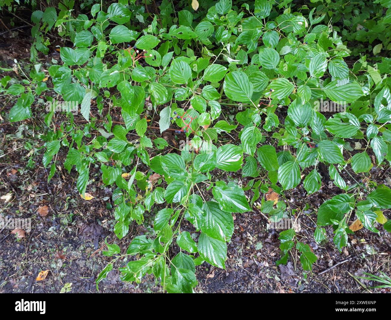 alternate-leaved dogwood (Cornus alternifolia) Plantae Stock Photo - Alamy