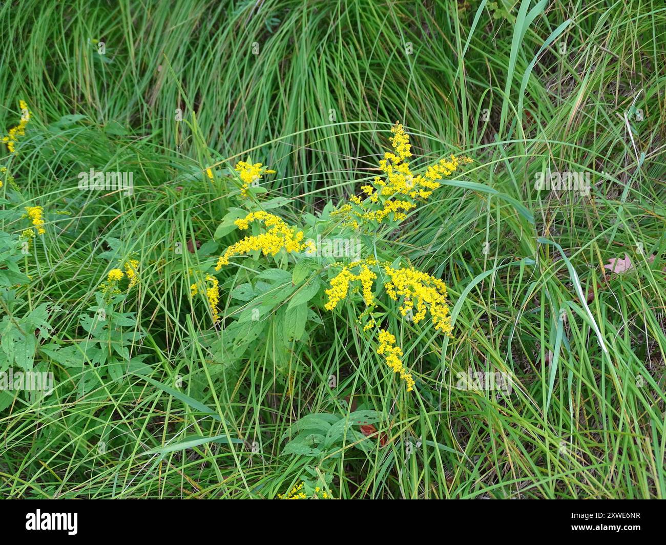 common wrinkle-leaved goldenrod (Solidago rugosa) Plantae Stock Photo ...