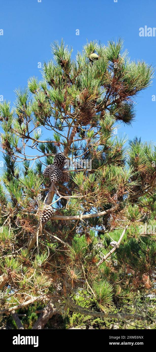 Monterey pine (Pinus radiata) Plantae Stock Photo - Alamy