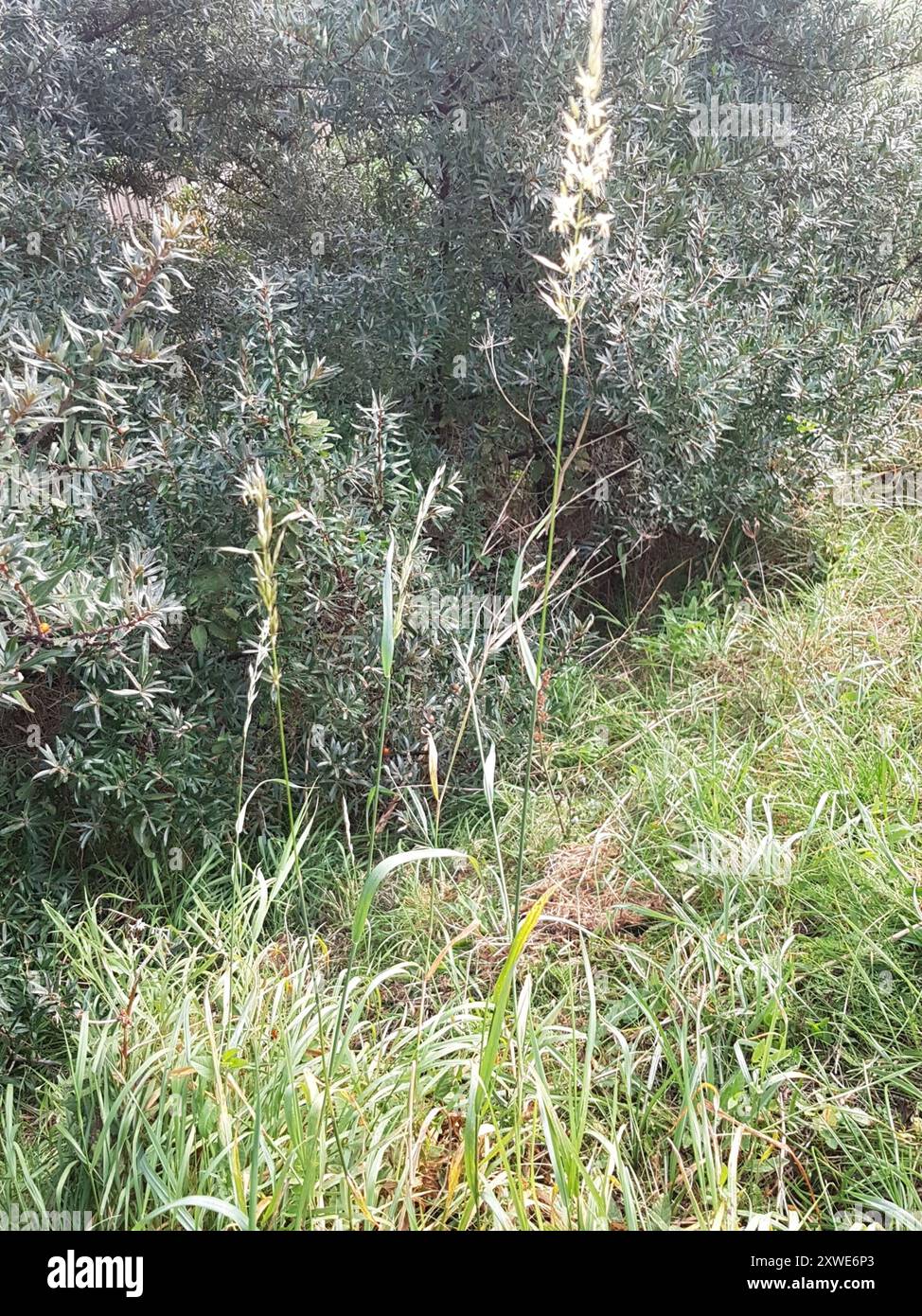 tall oat grass (Arrhenatherum elatius) Plantae Stock Photo - Alamy