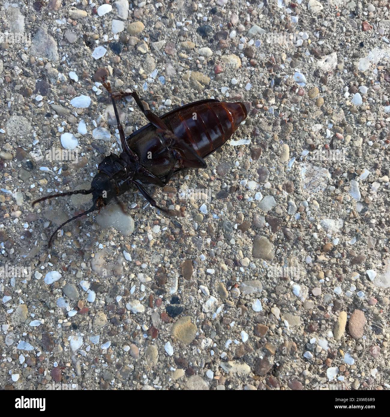 Hardwood Stump Borer (Mallodon dasystomus) Insecta Stock Photo - Alamy