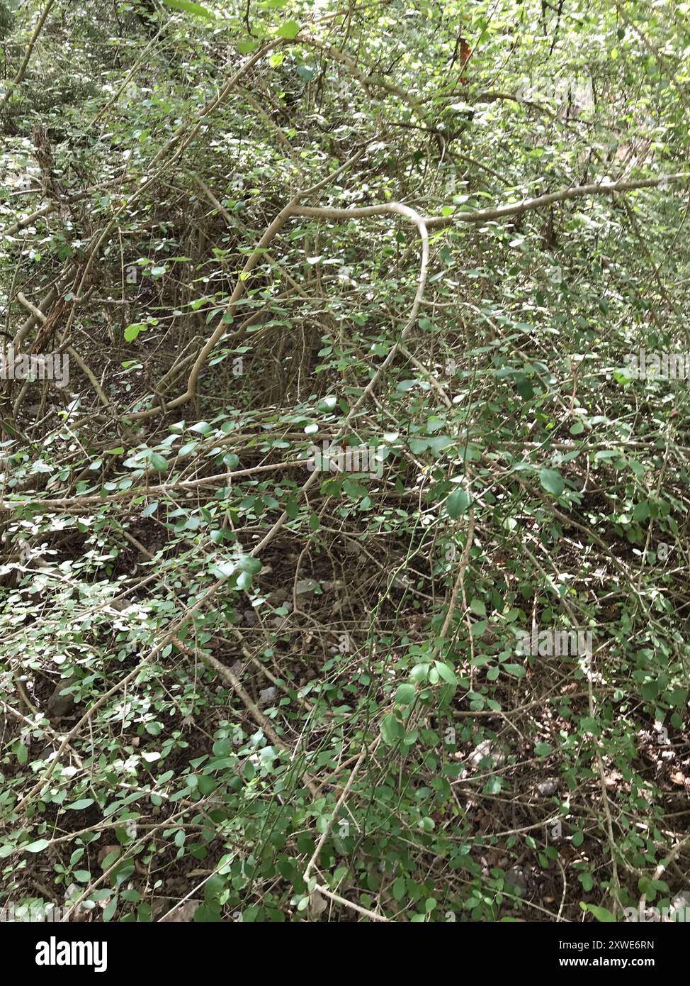 Stretchberry (Forestiera pubescens) Plantae Stock Photo - Alamy