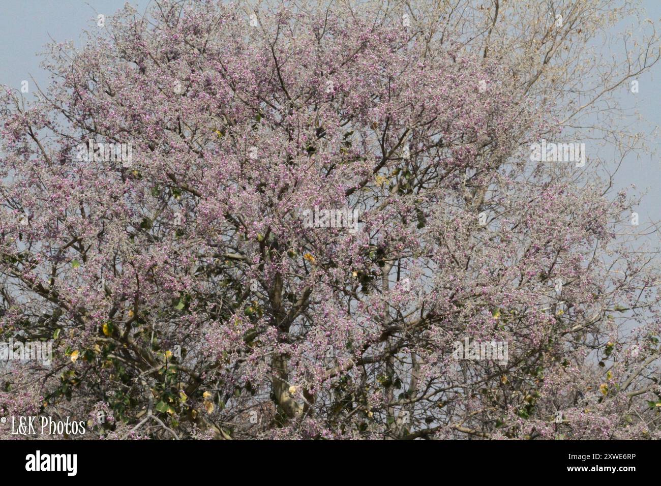 Kalahari Appleleaf (Philenoptera nelsii) Plantae Stock Photo - Alamy