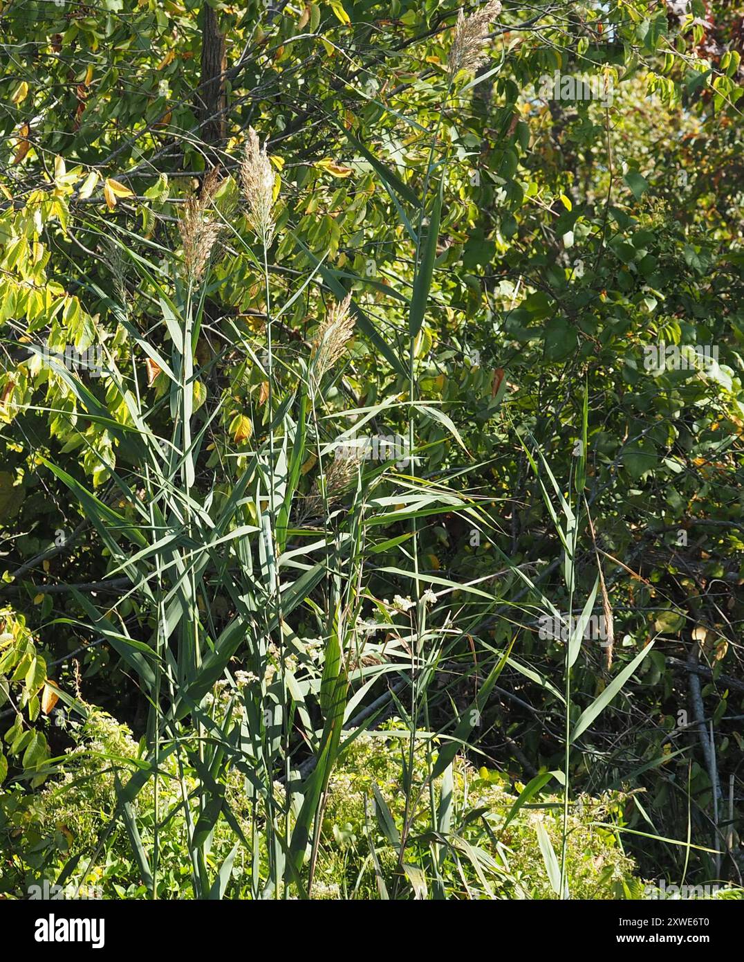 Devil's Beggarticks (Bidens frondosa) Plantae Stock Photo - Alamy