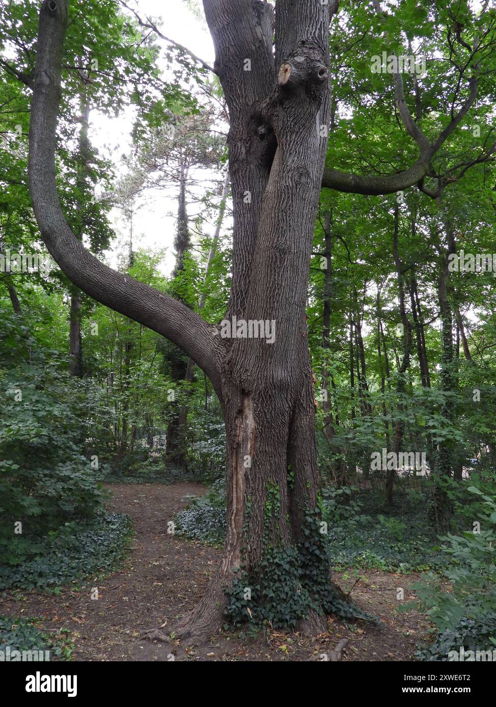 Norway maple (Acer platanoides) Plantae Stock Photo - Alamy