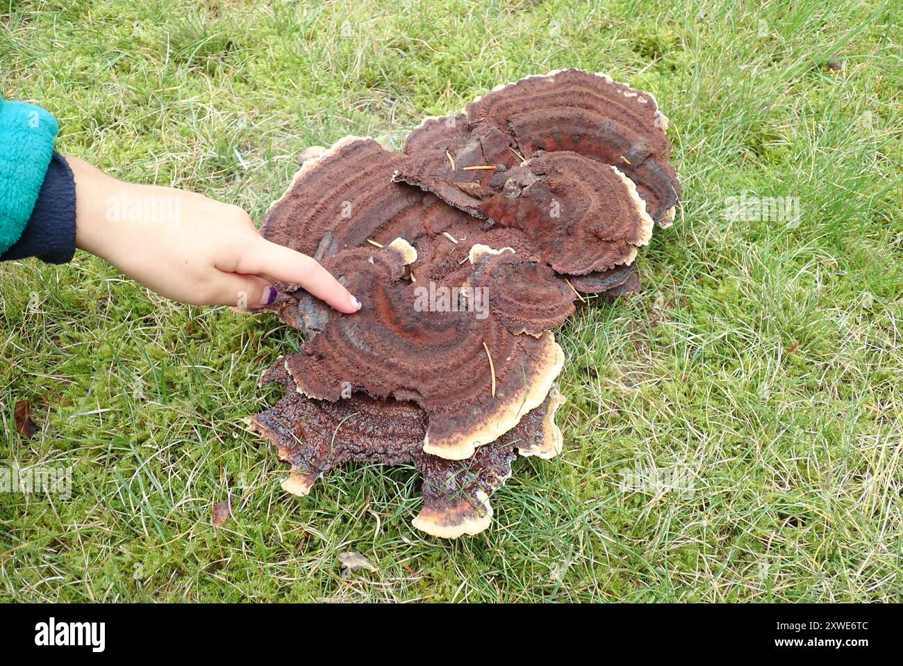 Dyer's Polypore (Phaeolus schweinitzii) Fungi Stock Photo - Alamy