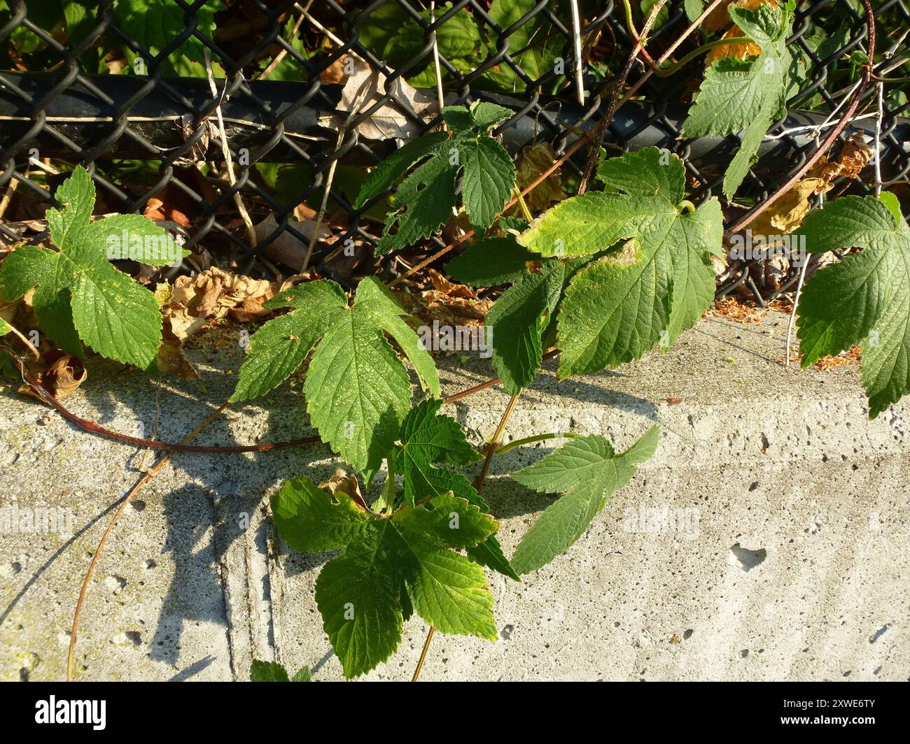 Japanese Hops (Humulus scandens) Plantae Stock Photo - Alamy